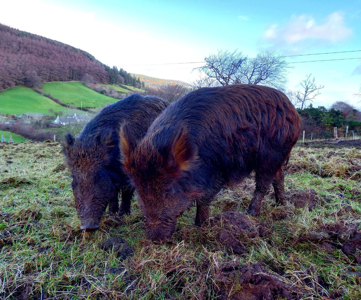 Arran's Food Journey | Promoting Arran Produce | Arran Foods