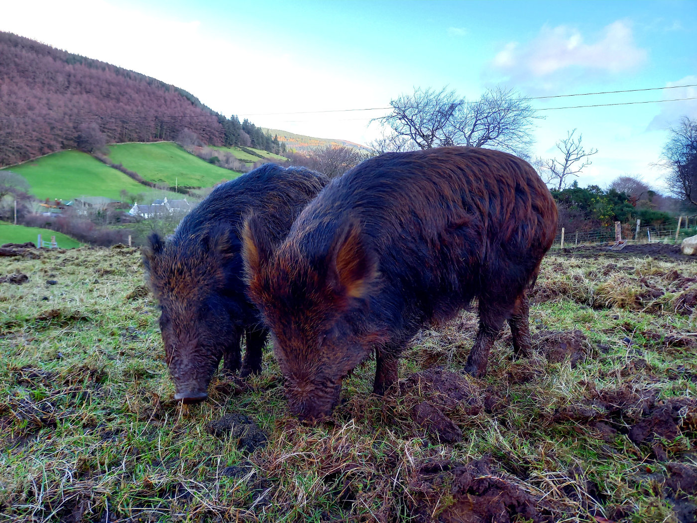 Arran Wild Boar - Arran's Food Journey